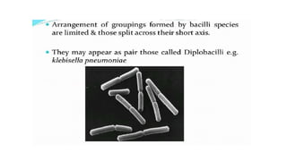 Bacteria and mollicutes | PPTX