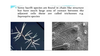Bacteria and mollicutes | PPT