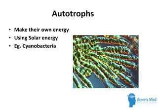 Bacteria and their energy | PPTX