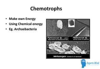 Bacteria and their energy | PPTX