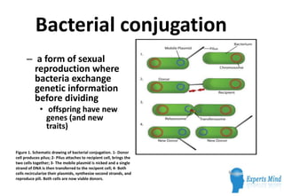Bacteria and their energy | PPTX
