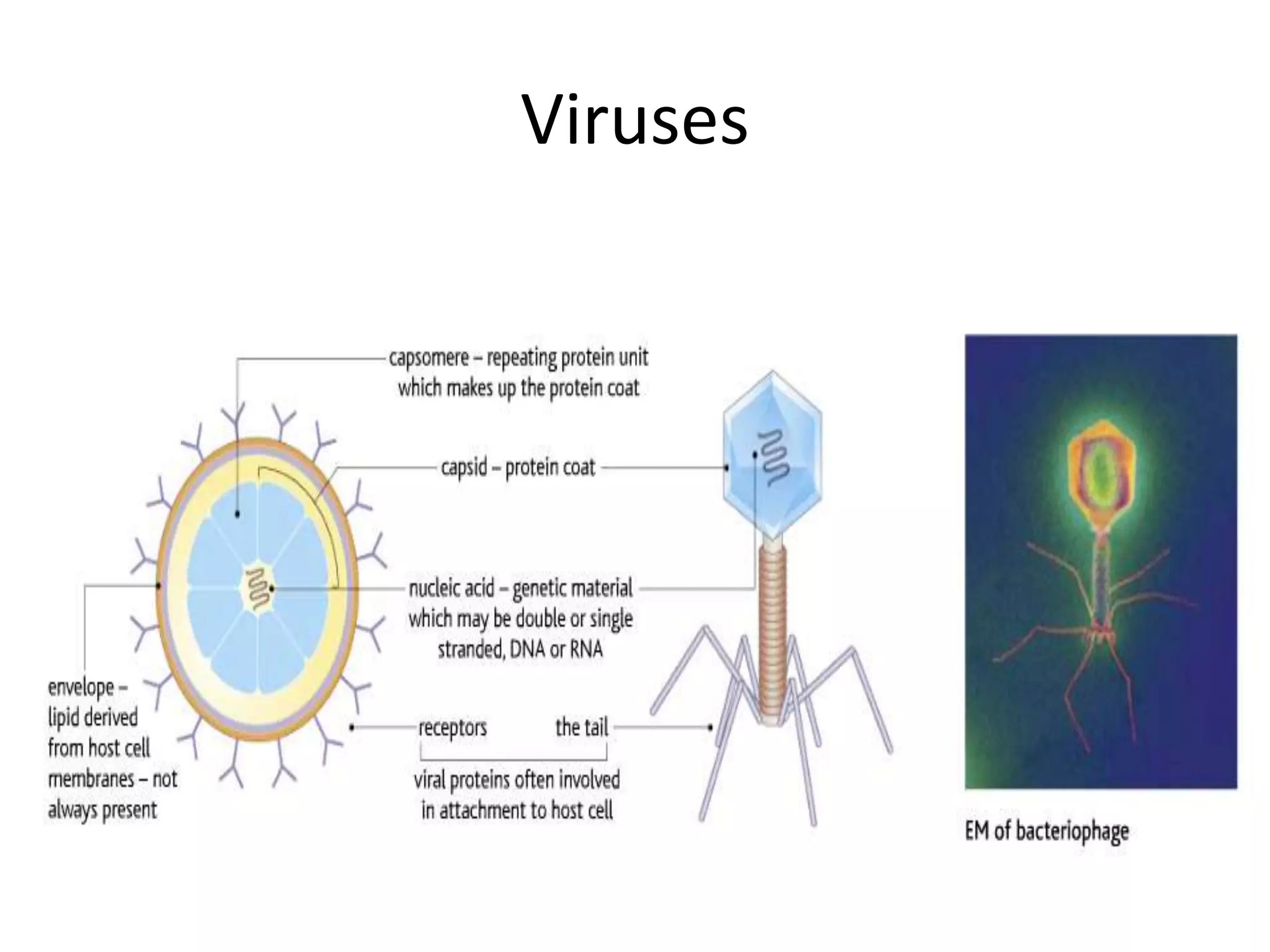 Bacteria and viruses | PPTX