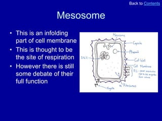Bacteria and viruses | PPT