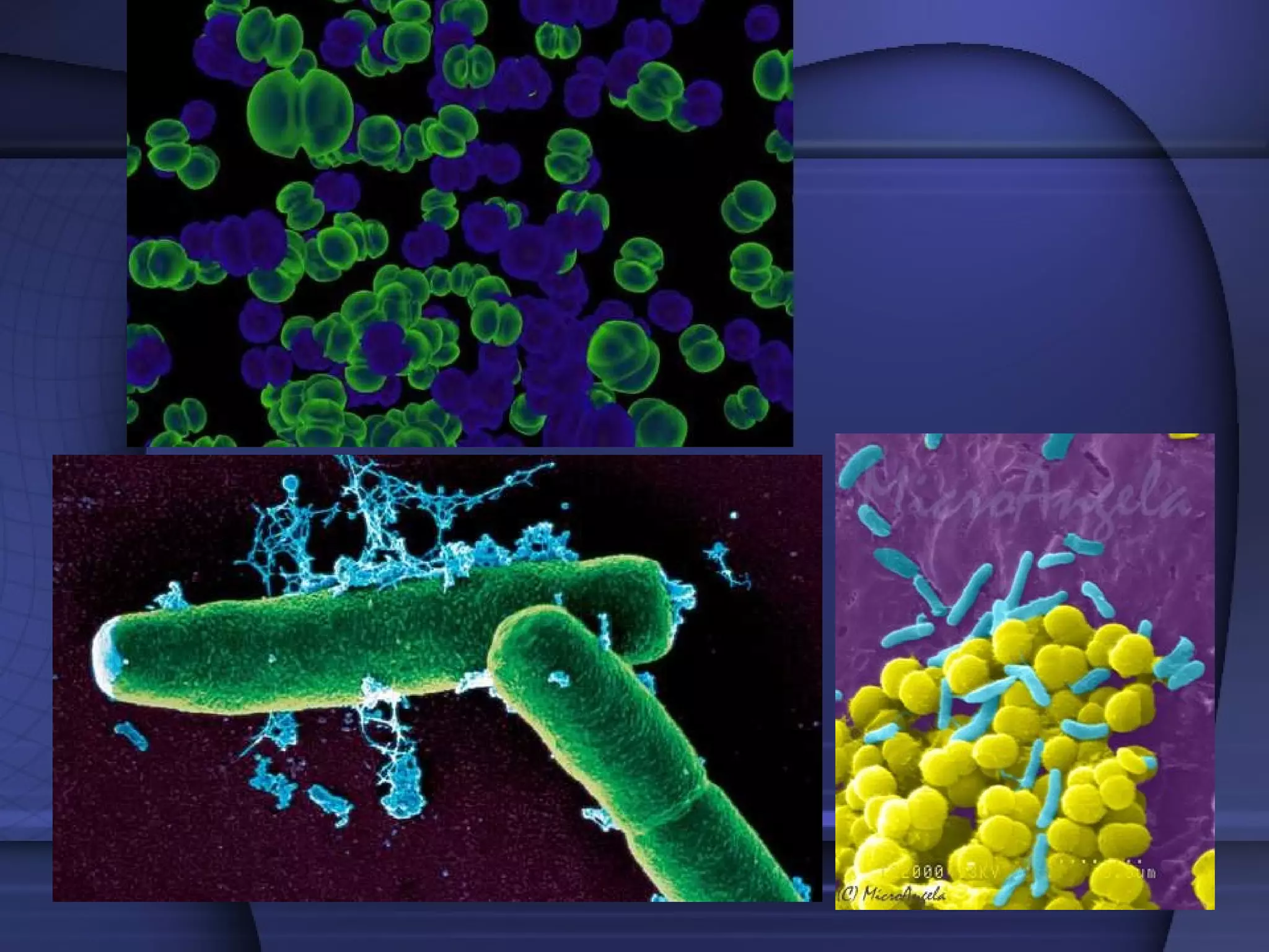 Viruses and Bacteria | PPT | Biological Sciences | Science