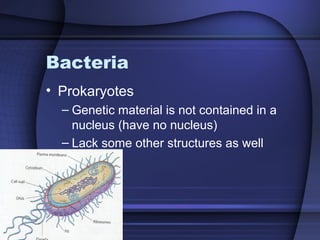 Viruses and Bacteria | PPT