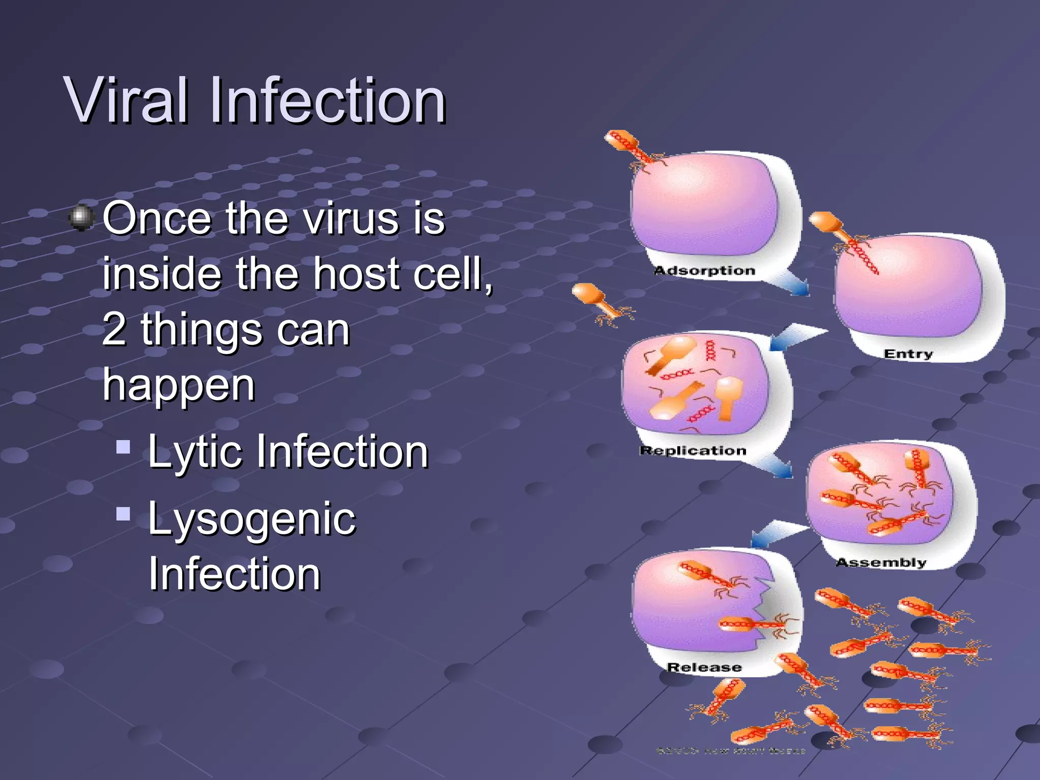 Bacteria And Viruses Ppt
