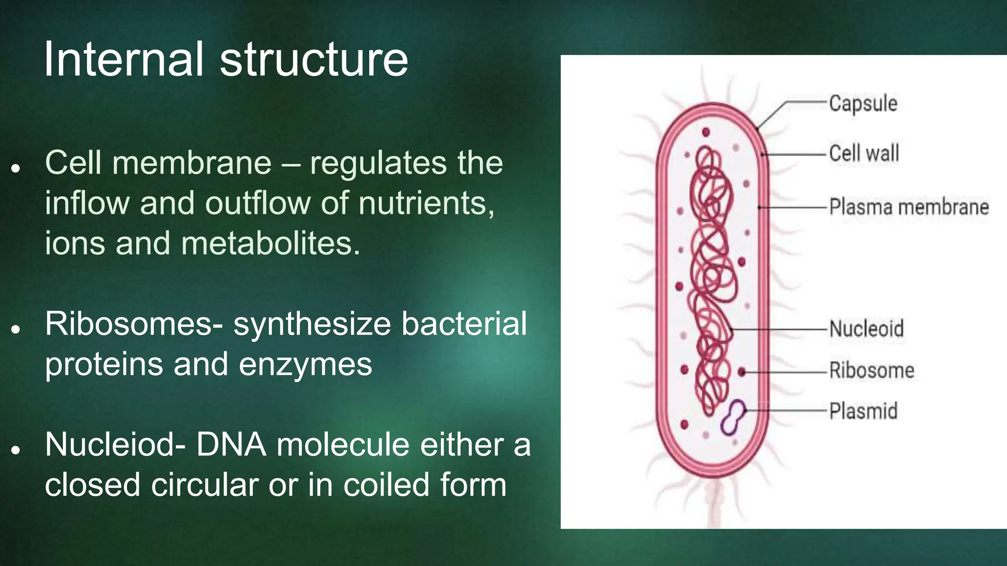 bacteria and viruses.pptx
