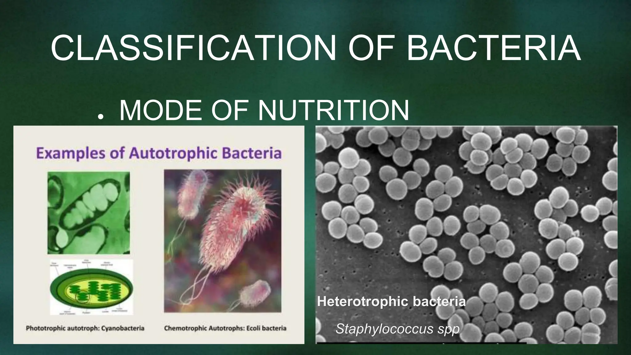 bacteria and viruses.pptx