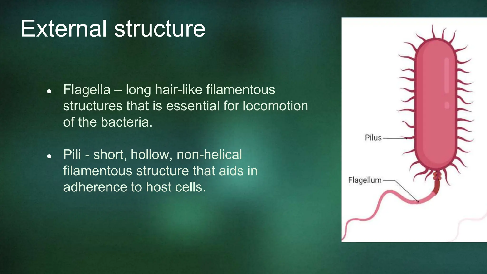 bacteria and viruses.pptx