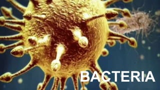bacteria and viruses.pptx