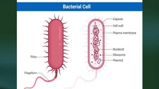 bacteria and viruses.pptx