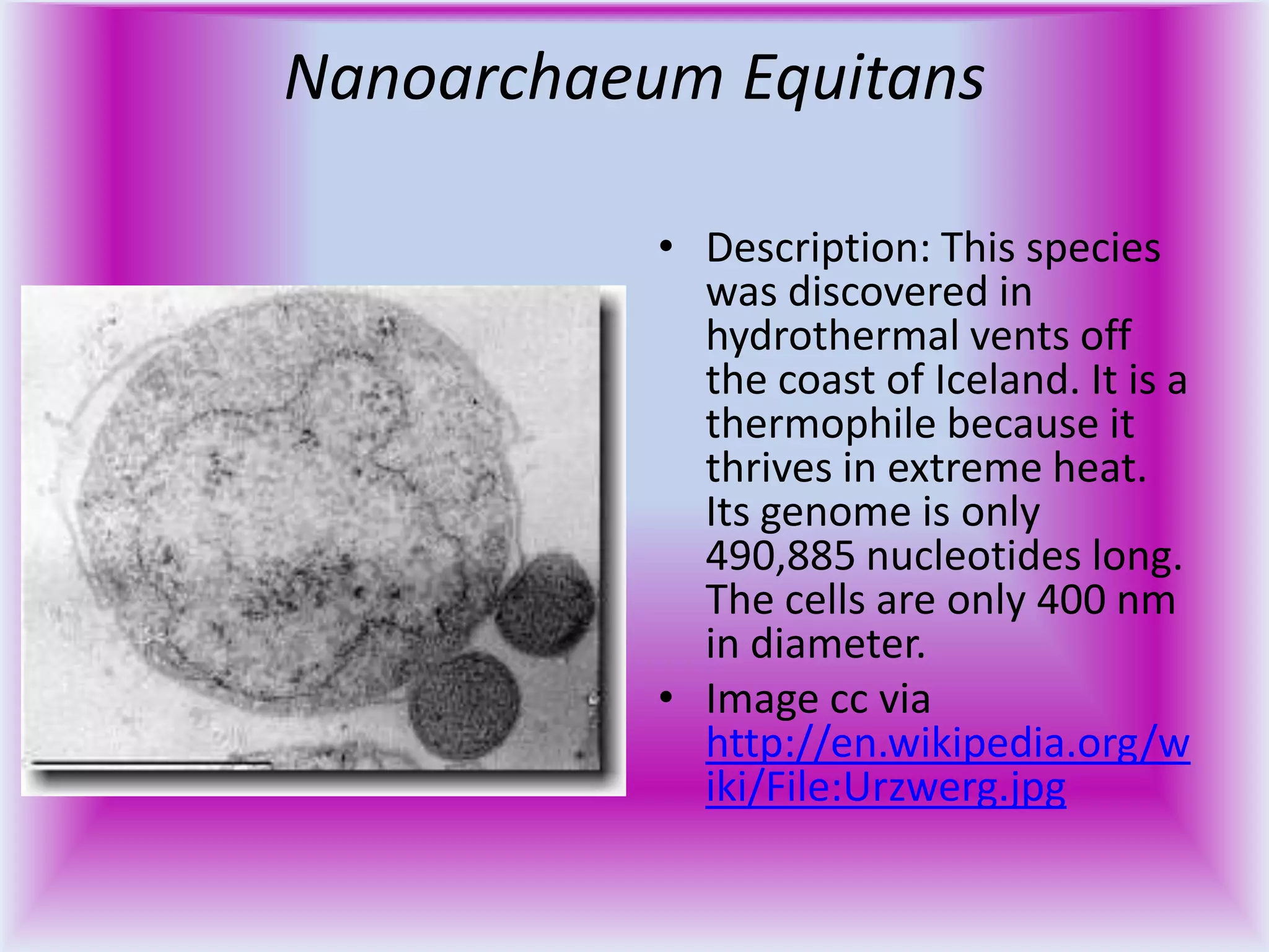 Bacteria & archaea example organisms power point | PPTX