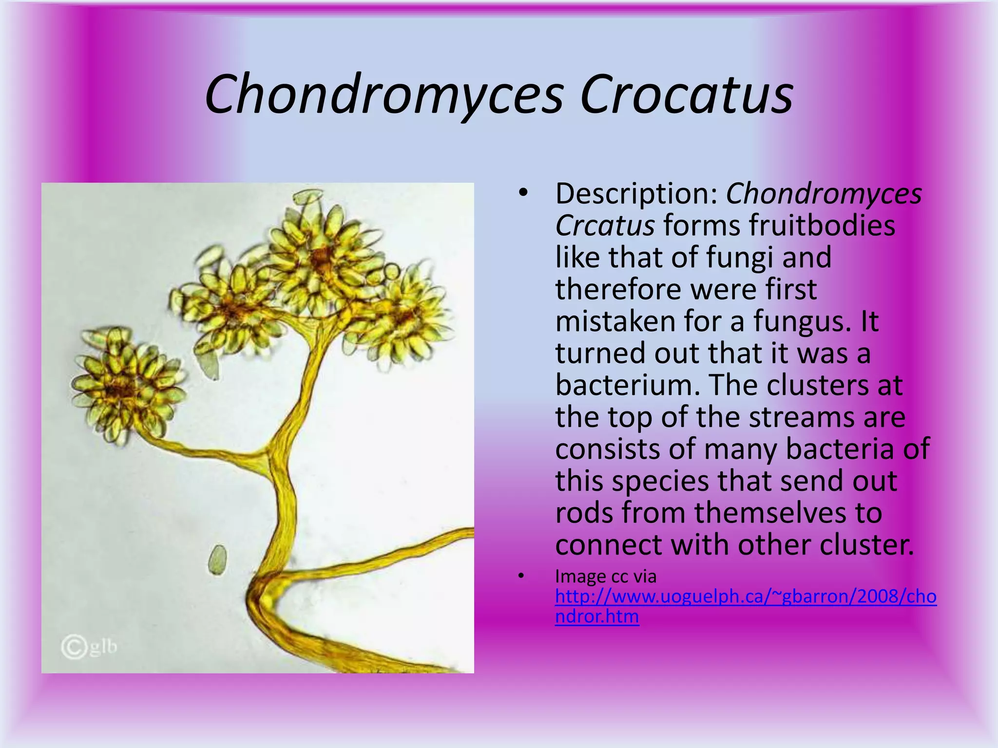 Bacteria & archaea example organisms power point | PPTX