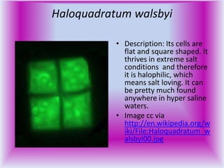 Bacteria & archaea example organisms power point | PPTX