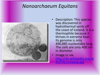 Bacteria & archaea example organisms power point | PPTX