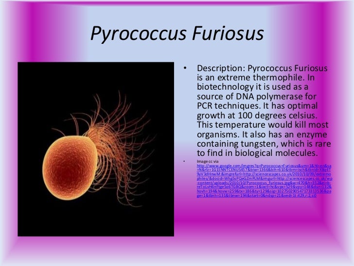 Bacteria & archaea example organisms power point