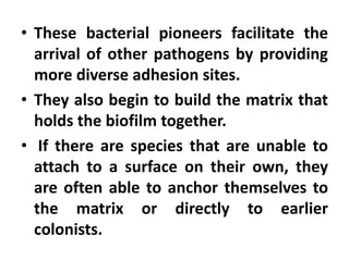 Bacteria biofilm | PPT