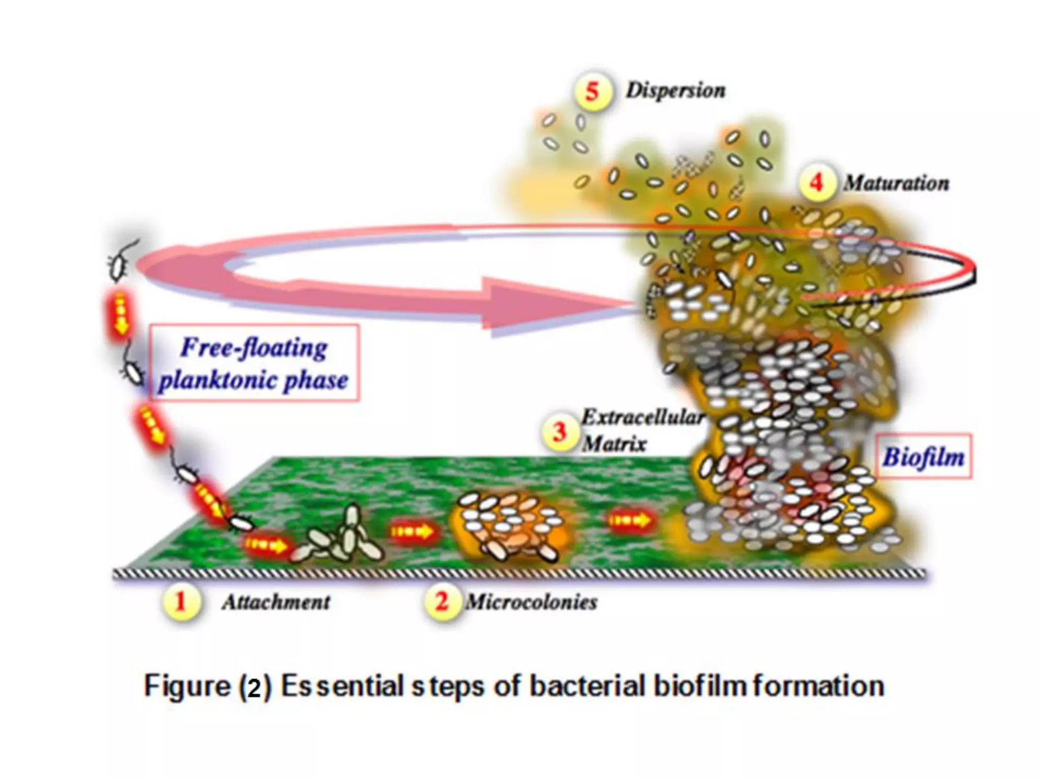 Bacteria biofilm | PDF