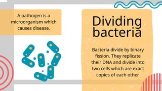 Bacteria Biology Presentation in a Bold Colorful Style.pptx