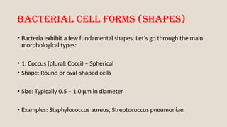 BACTERIA CELL FORMS & ARRANGEMENTS. cocci, bacilli, spirilla, vibrio ...