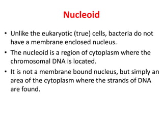bacteriacellstructure-200914164803.pdf
