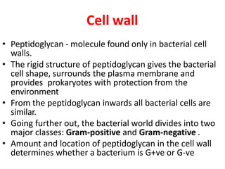Bacteria cell structure | PPTX