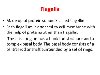Bacteria cell structure | PPTX