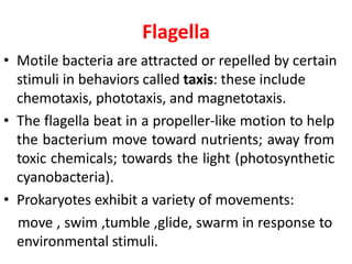 Bacteria cell structure | PPTX
