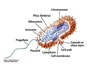 Ppt Bacterial Cell Structure Continued Powerpoint