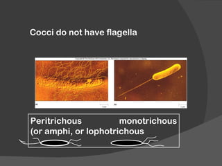 Bacteria cell structure and function | PPT