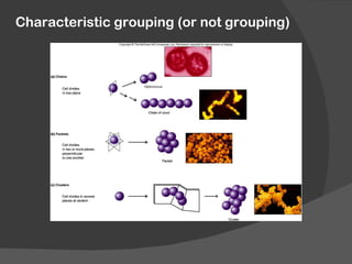 Bacteria cell structure and function | PPT