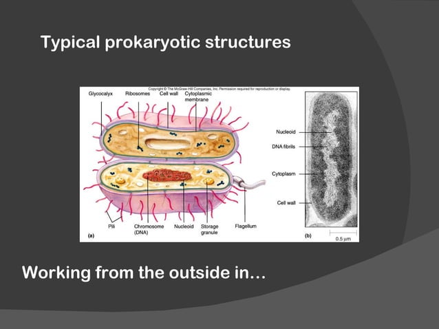 Bacteria cell structure and function | PPT