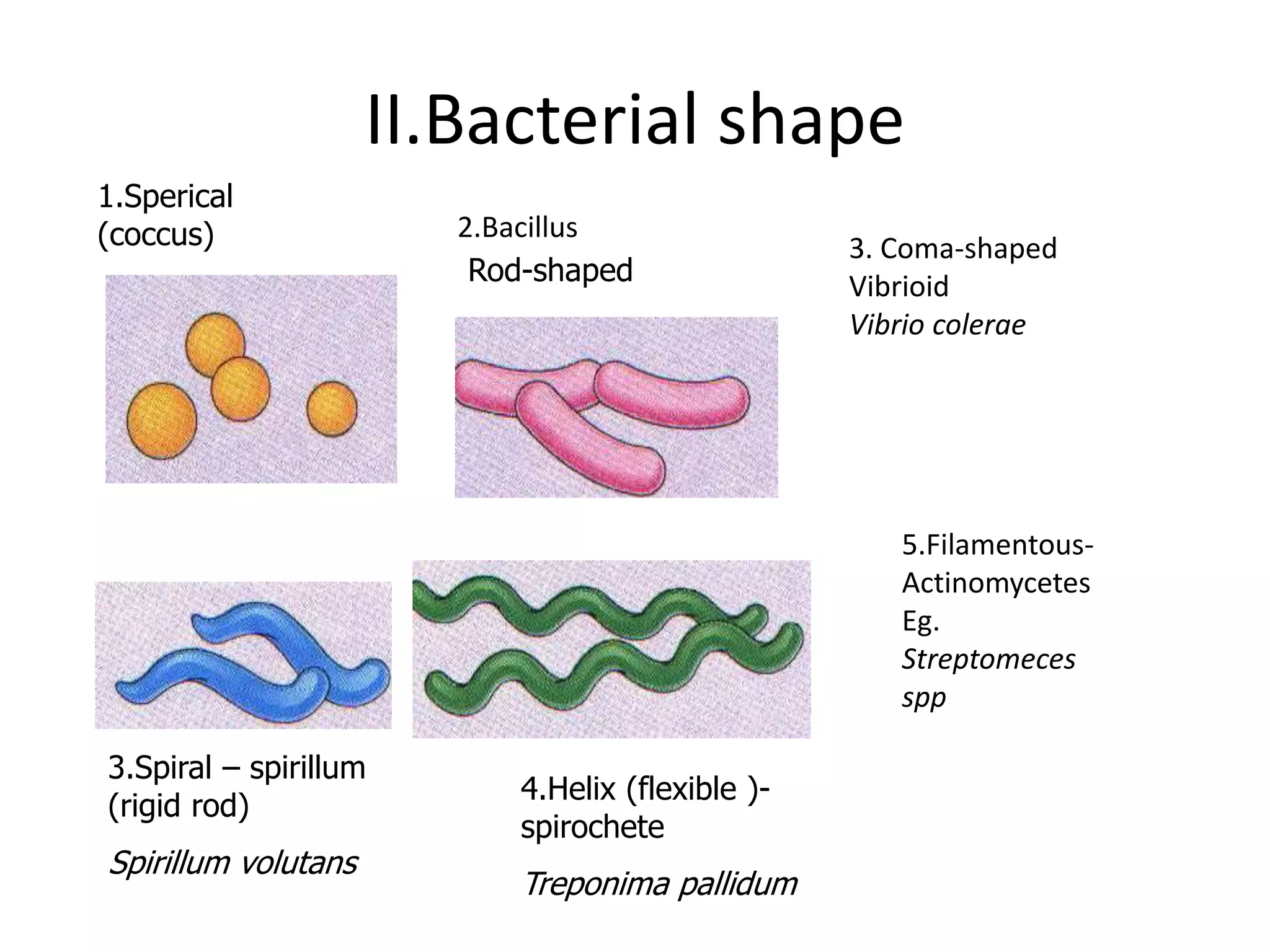 Bacteria - General characteristics | PPTX
