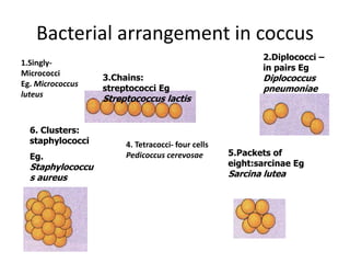 Bacteria - General characteristics | PPTX