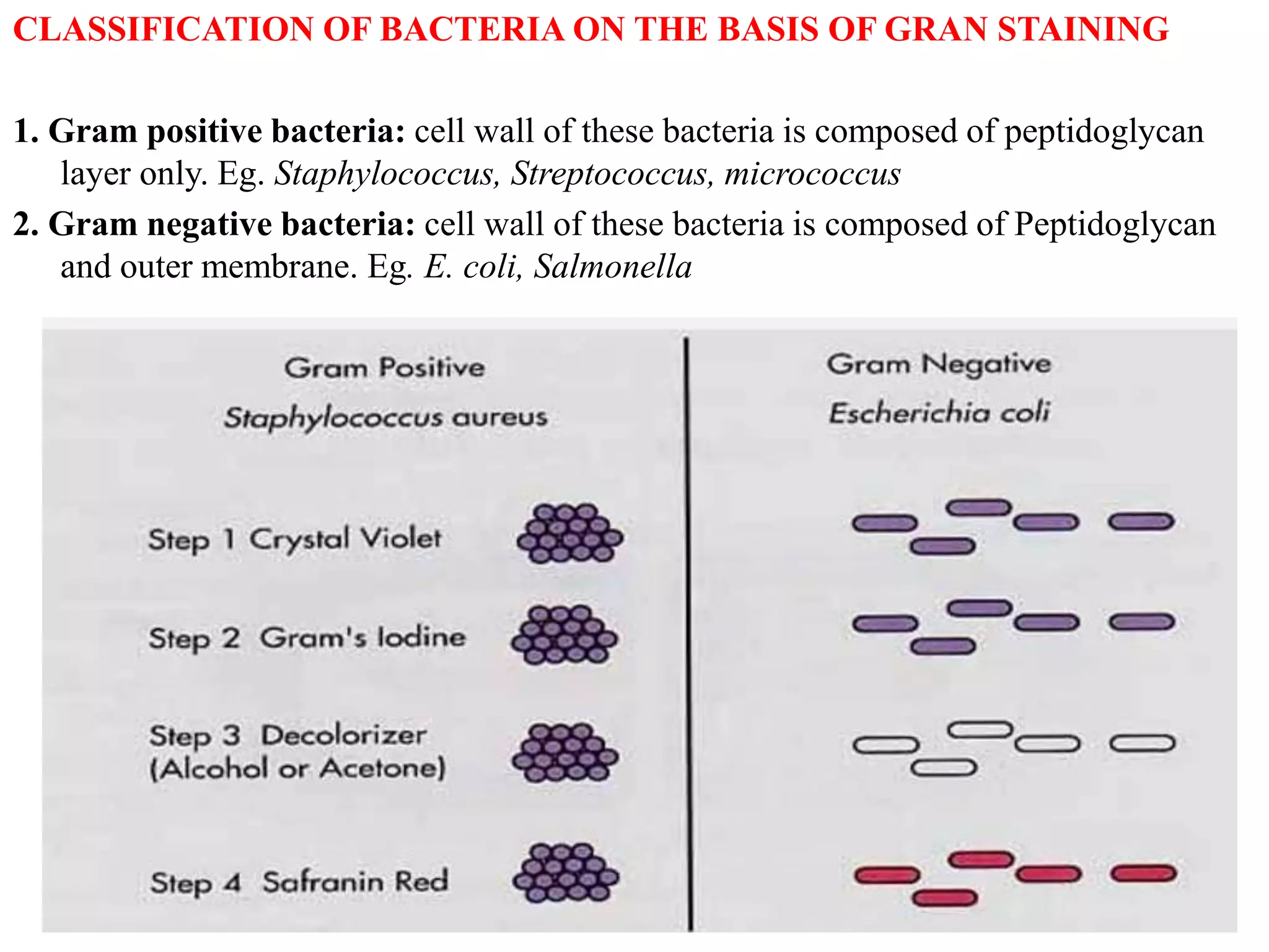 Bacteria and its classification. Microbiology | PPTX