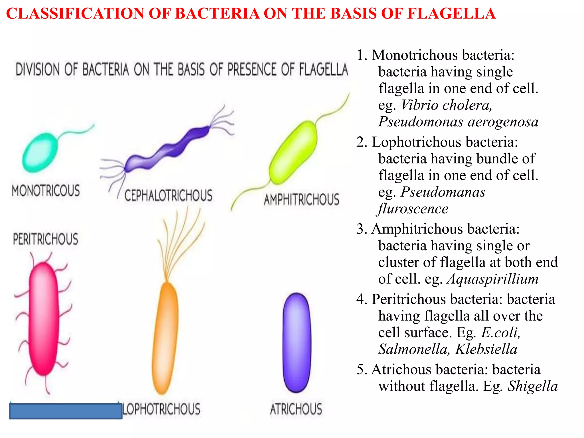 Bacteria and its classification. Microbiology | PPTX