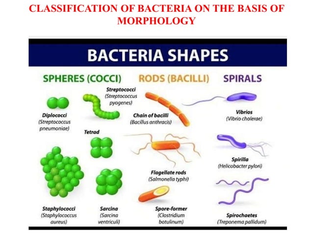 Bacteria and its classification. Microbiology | PPTX | Food & Drink