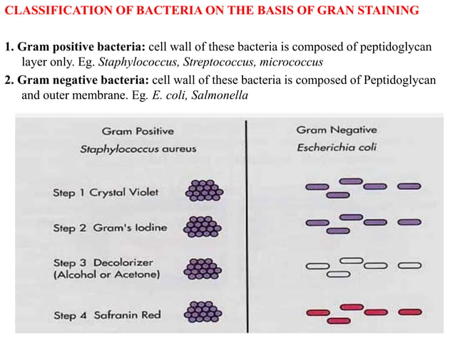 Bacteria and its classification. Microbiology | PPTX | Food & Drink