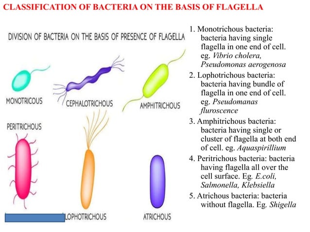 Bacteria and its classification. Microbiology | PPTX | Food & Drink