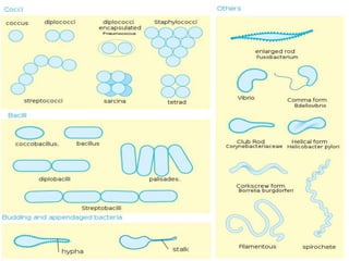 Bacteria classification | PPT