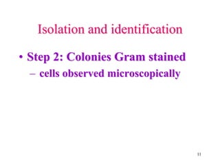 Bacteria Culture.ppt