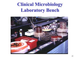 Bacteria Culture.ppt