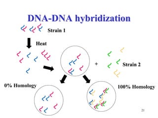 Bacteria Culture.ppt