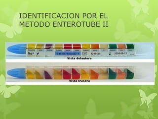 Bacteria de identificacion de microorganismos | PPTX