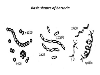Bacteria Domain