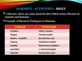 Bacteria economic importance in detail .pptx