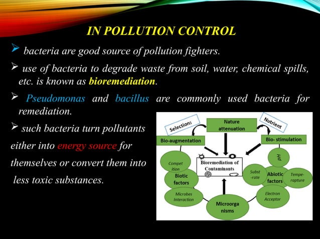 Bacteria economic importance in detail .pptx