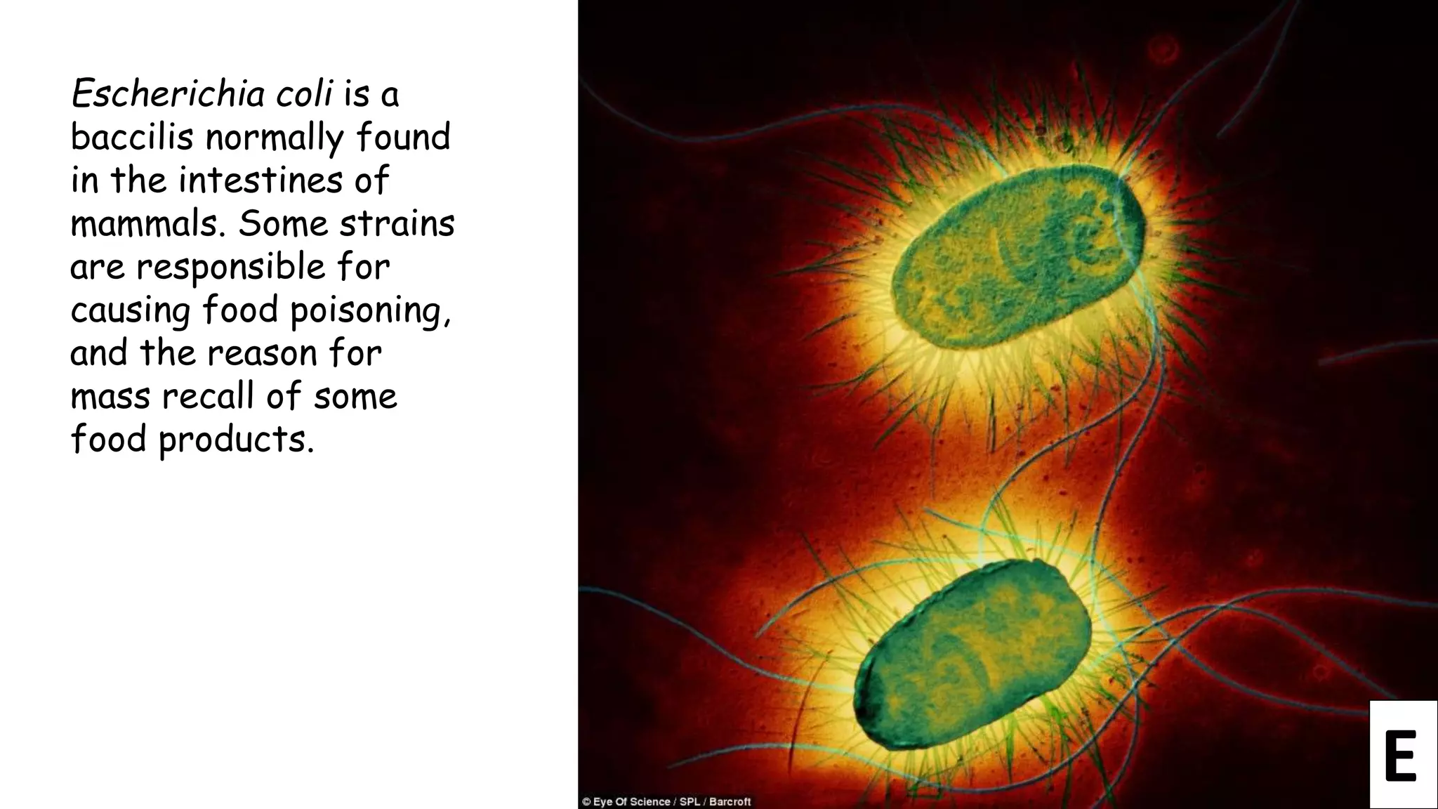 Bacteria Disease Examples | PPTX