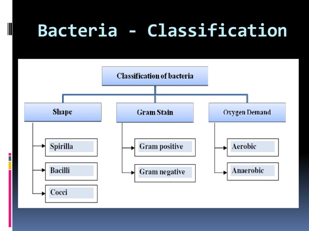 Bacteria General Characteristics.pptx | Biological Sciences | Science