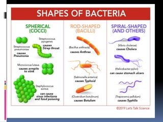 Bacteria General Characteristics.pptx